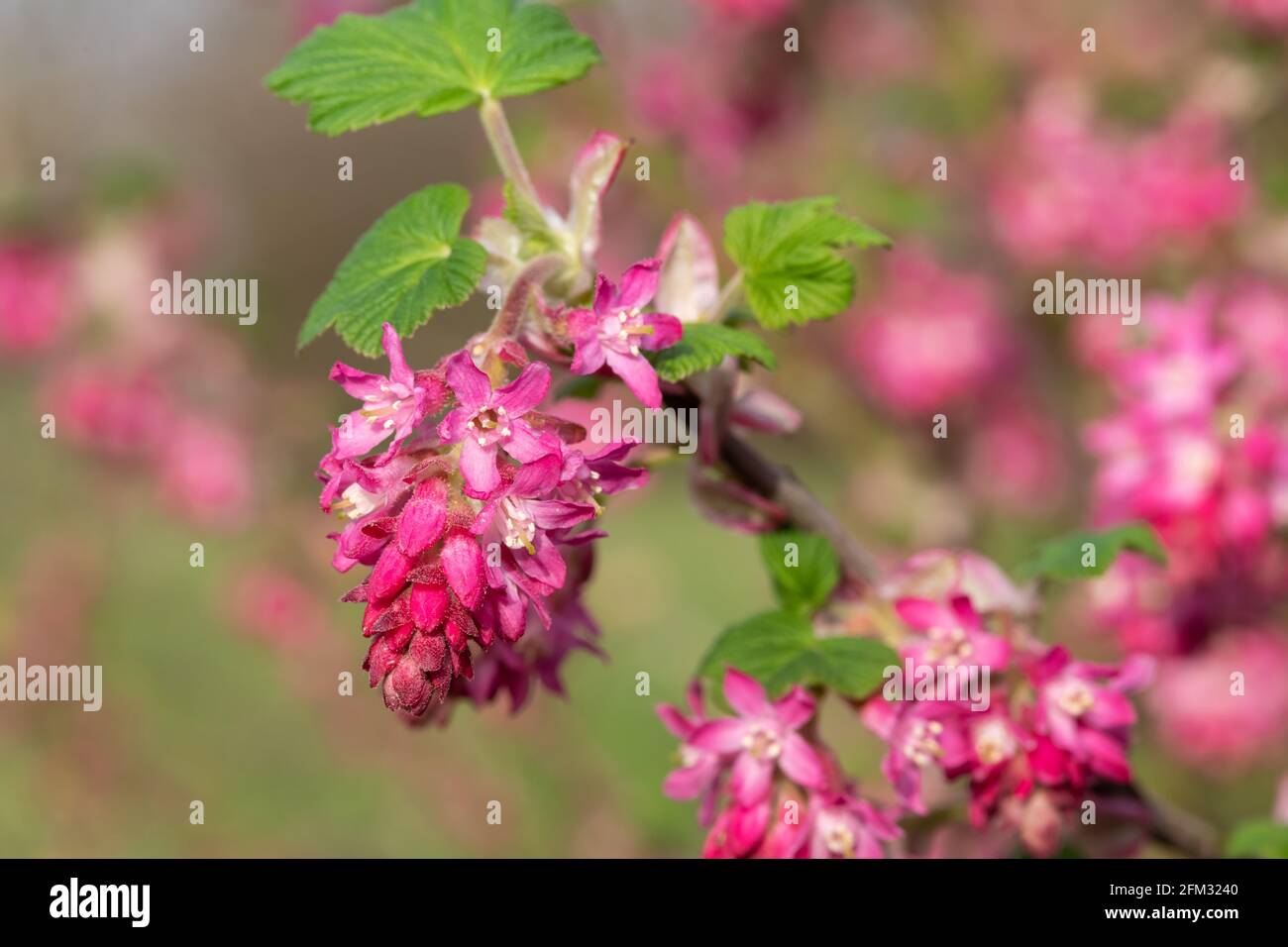 Close up of flowers on a red flowering currant (ribes sanguineum) shrub ...