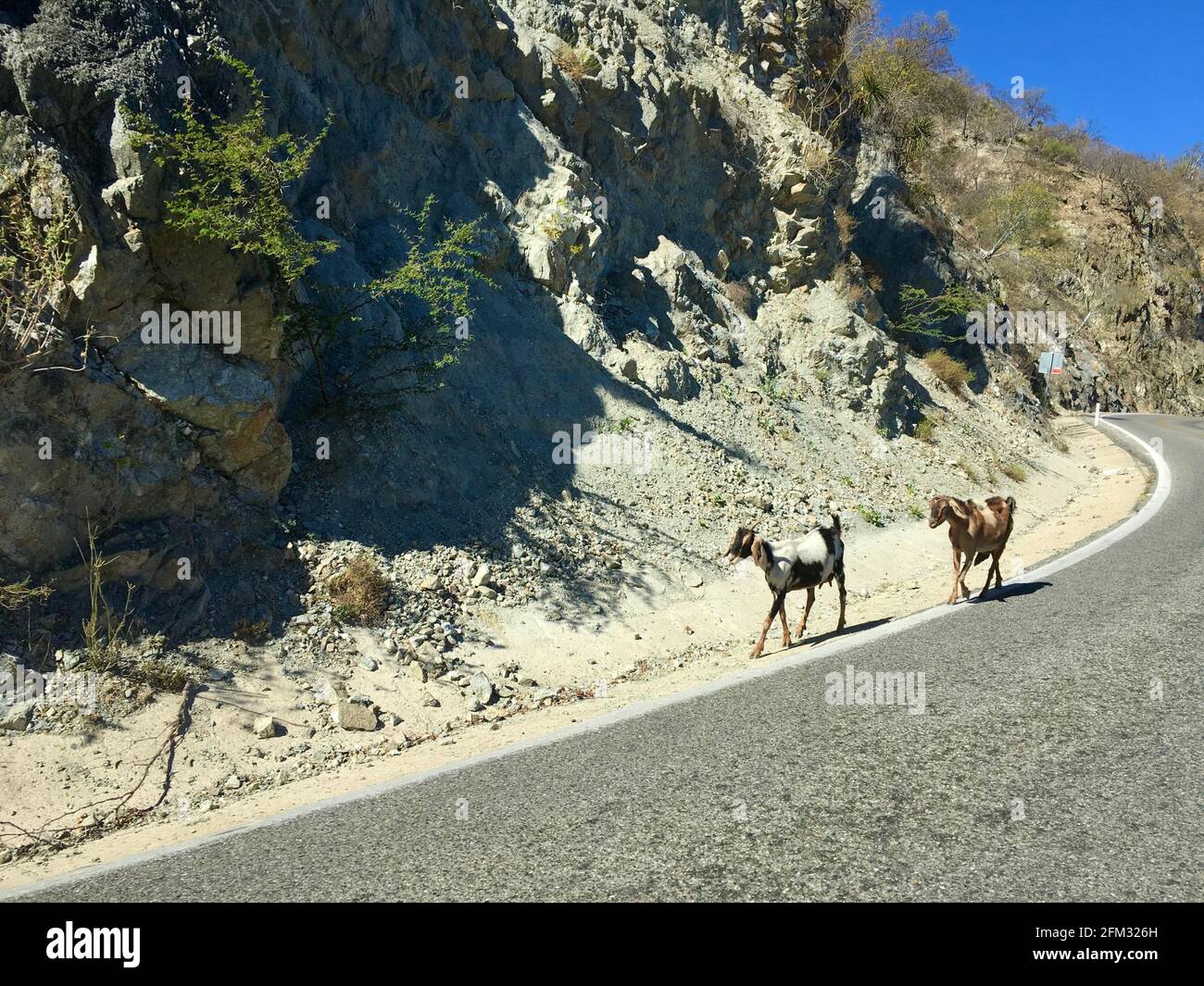 Two Goats walking along a road, Mexico Stock Photo - Alamy