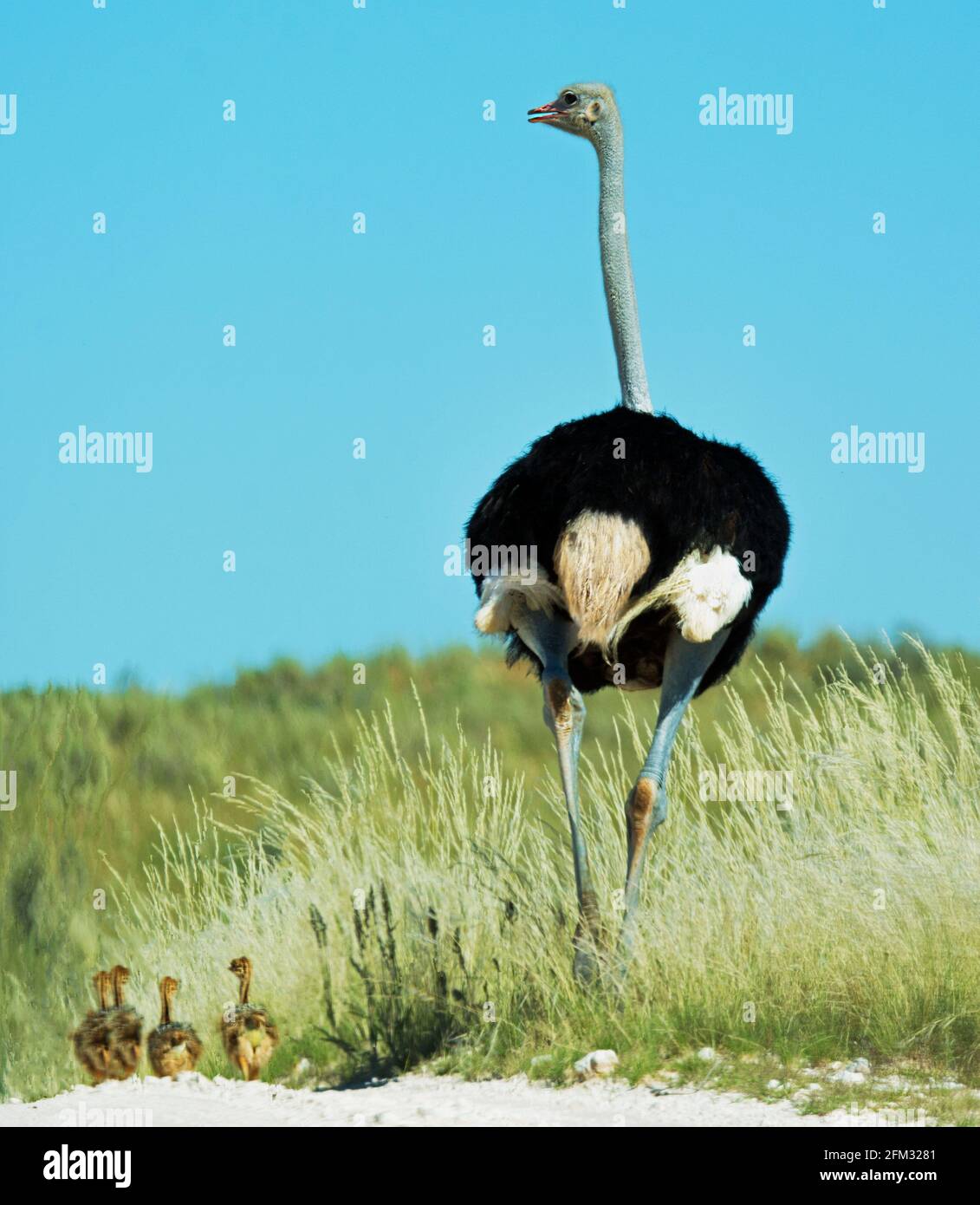 Rear view of an ostrich with her four chicks walking in grasslands ...