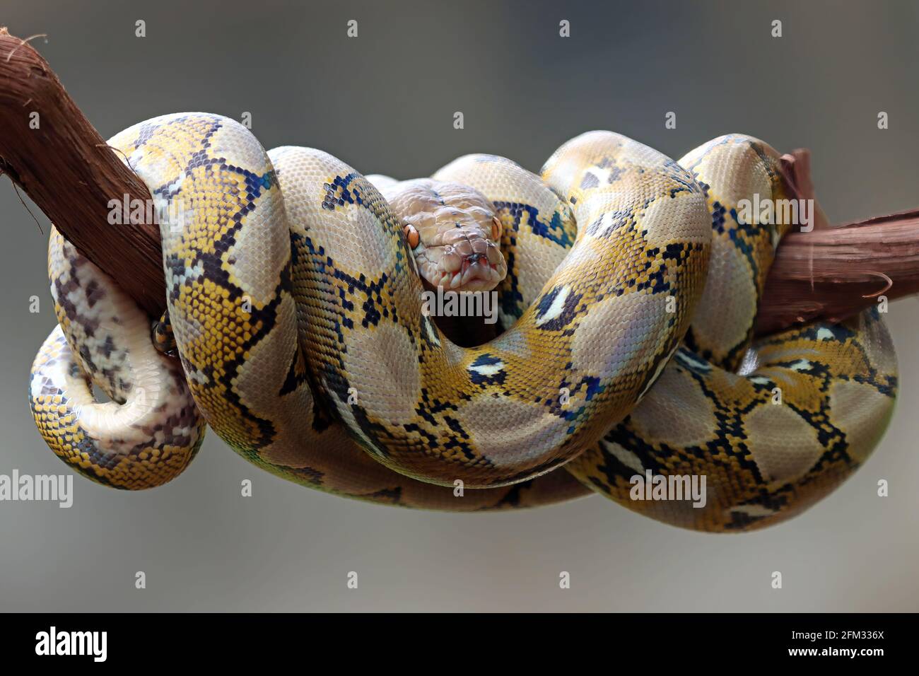 Sleeping snake hi-res stock photography and images - Alamy