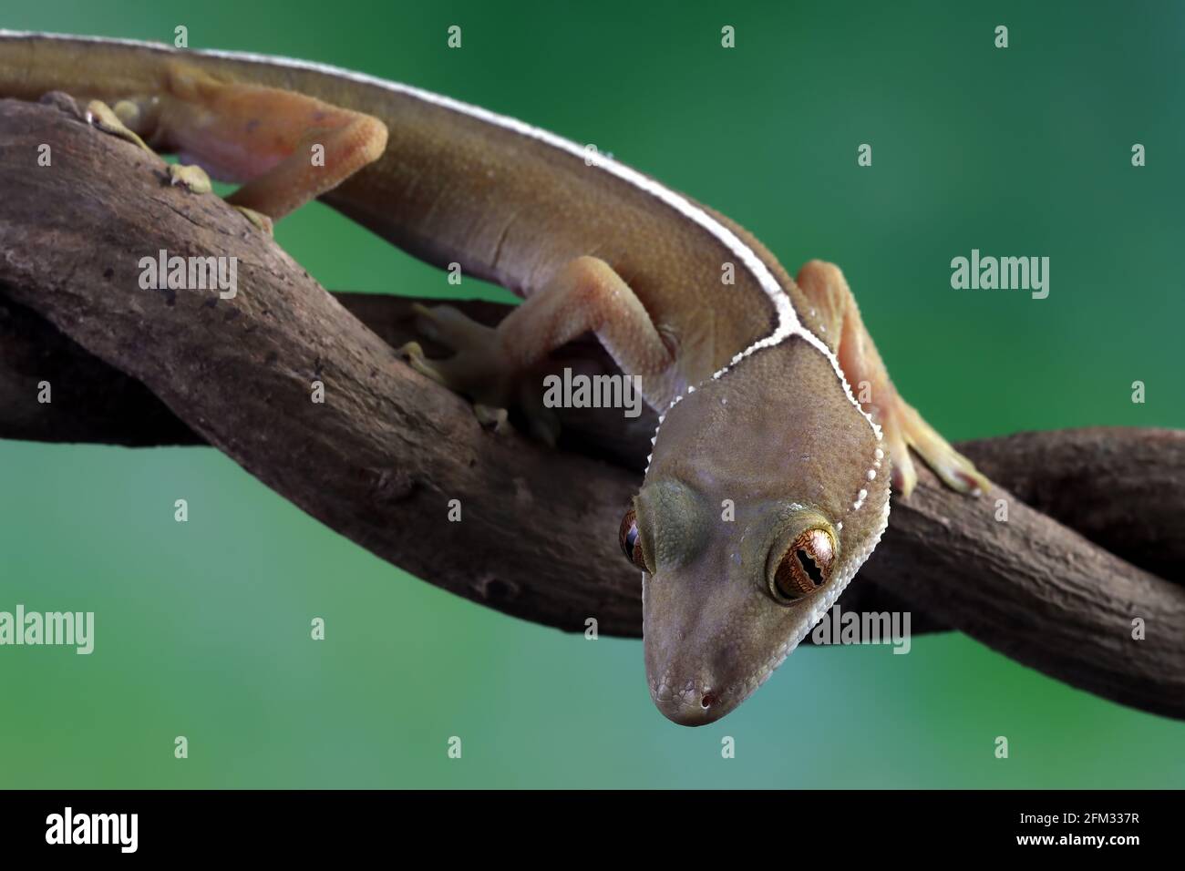 Gecko on branch hi-res stock photography and images - Alamy