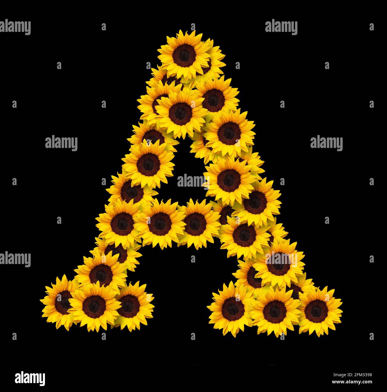 Capital letter A made of yellow sunflowers flowers isolated on black ...