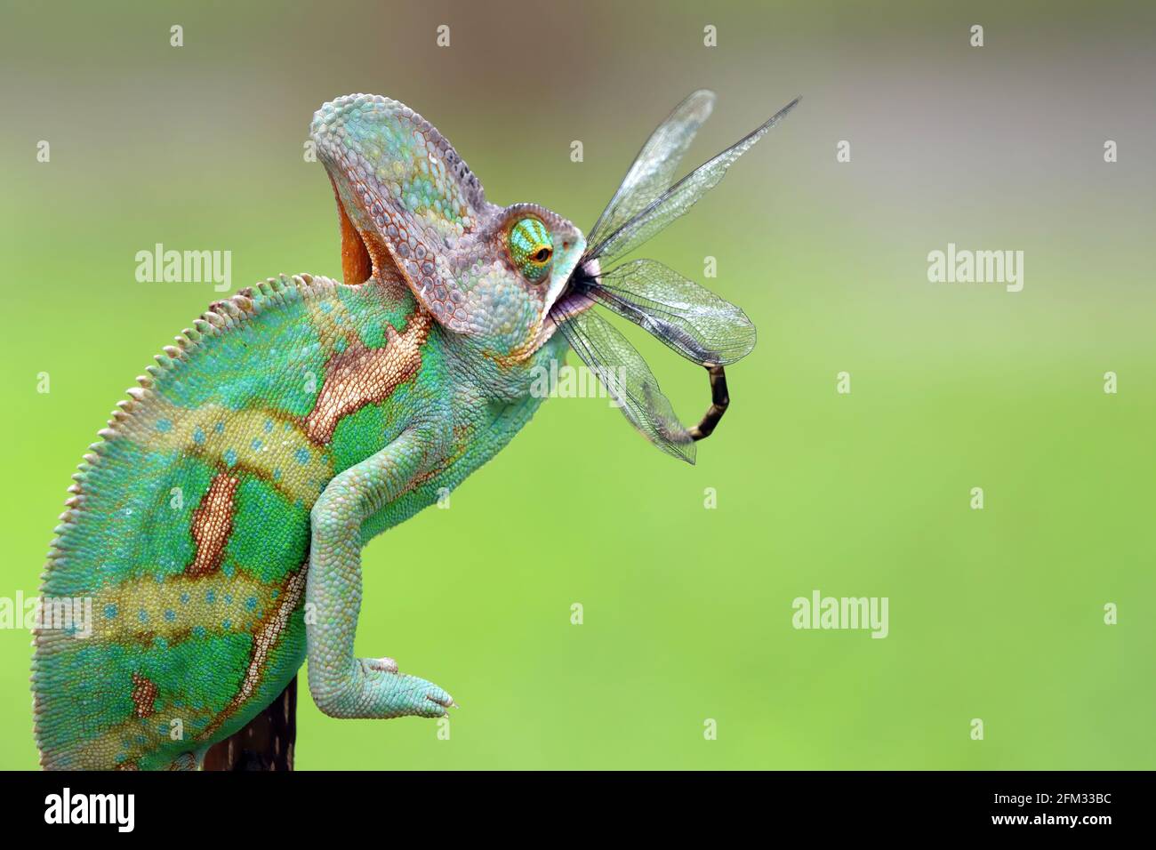 Veiled Chameleon eating a dragonfly, Indonesia Stock Photo - Alamy