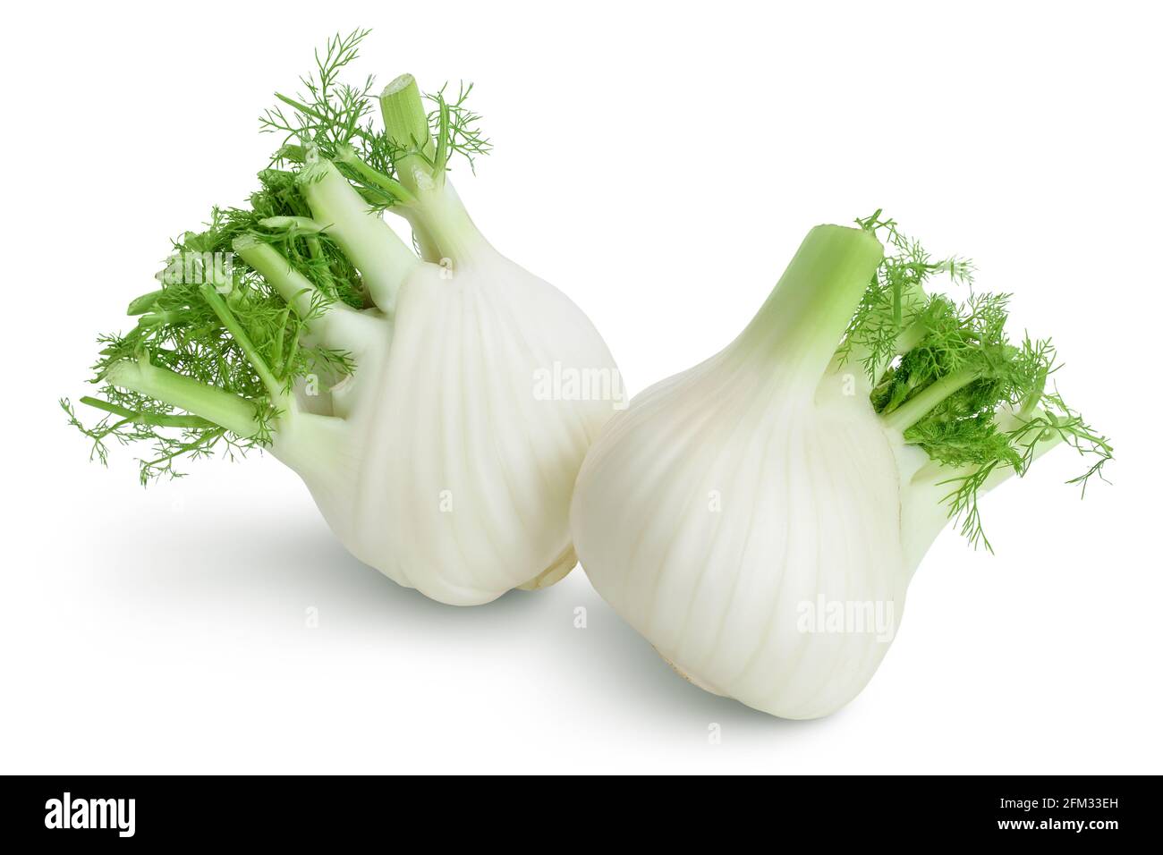 fresh fennel bulb isolated on white background with clipping path and ...