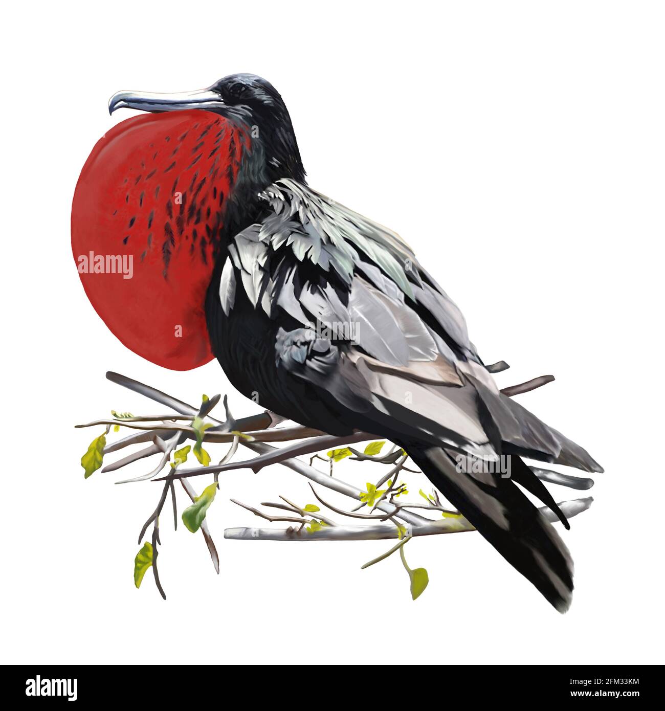 Male frigate birds Cut Out Stock Images & Pictures - Alamy