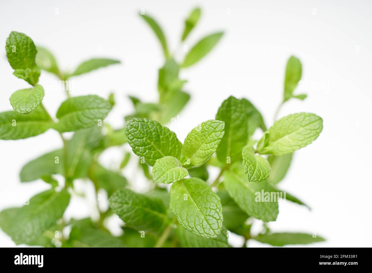 Pepper mint green plant macro on white background isolated Stock Photo ...
