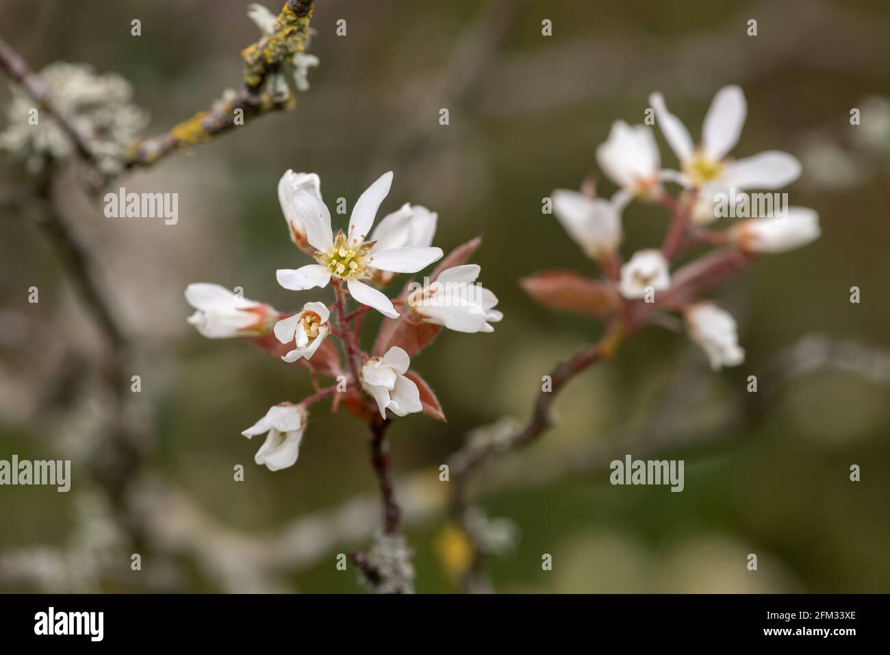 Close up of smooth serviceberry (amelanchier laevis) flowers in bloom ...