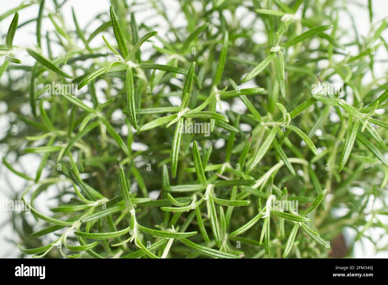 Rosemary spice medicinal plant hi-res stock photography and images - Alamy