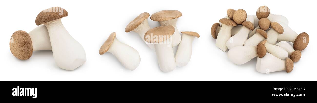 King Oyster mushroom or Eringi isolated on white background . Set or ...