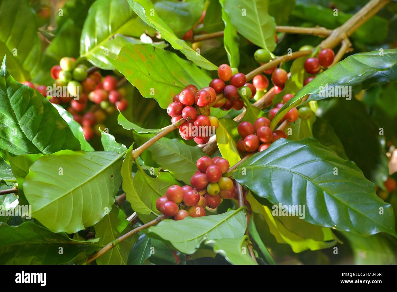 Arabica coffee hi-res stock photography and images - Alamy