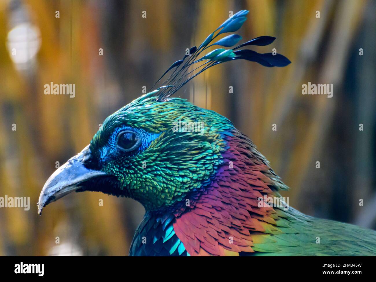 A portrait of a Himalayan Monal bird Stock Photo - Alamy