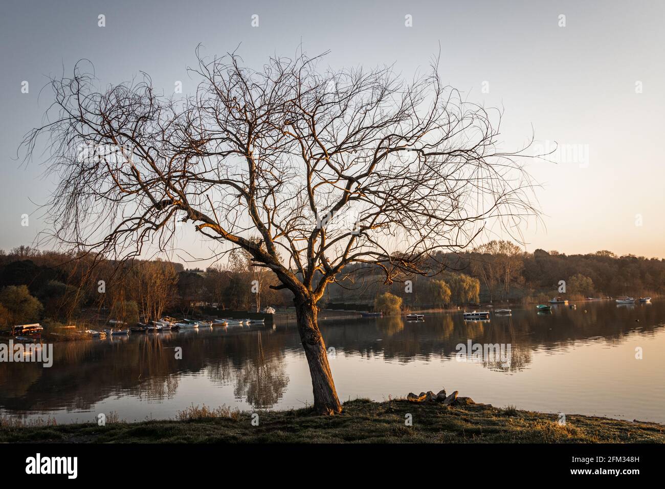 Landscape with lake and tree at nature sunrise Stock Photo - Alamy