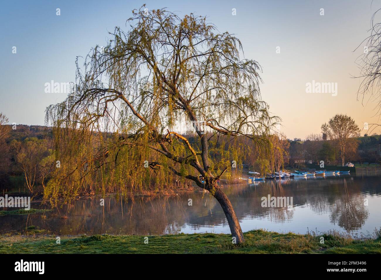 Landscape with lake and tree at nature sunrise Stock Photo - Alamy