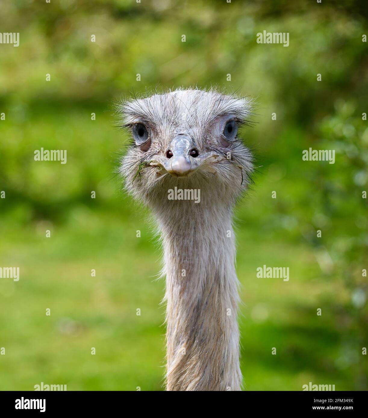 A portrait of a Greater Rhea bird Stock Photo - Alamy