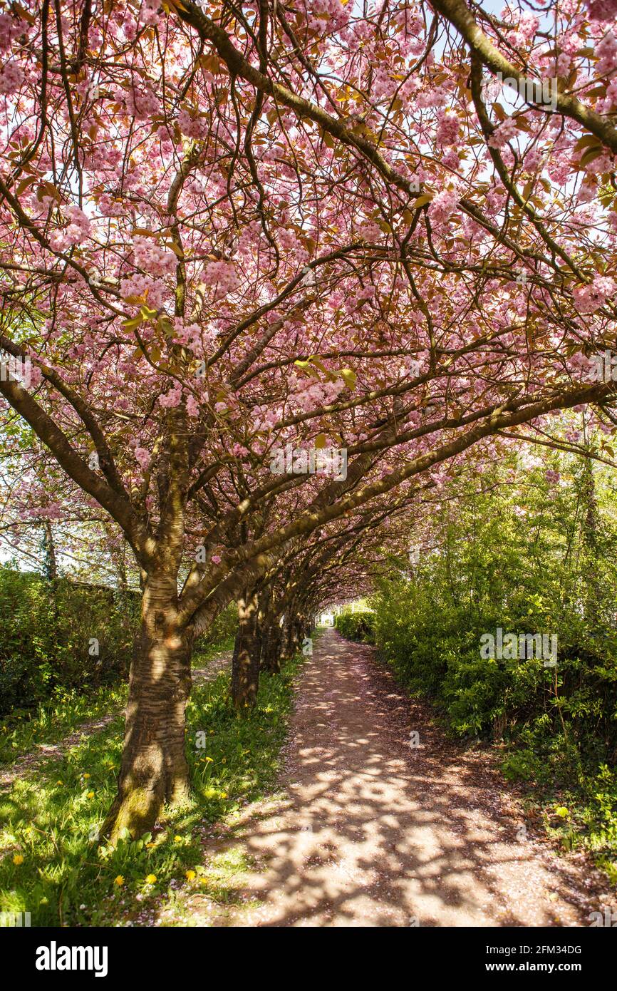 Cherry blossom treelined path in springtime, Ireland Stock Photo - Alamy