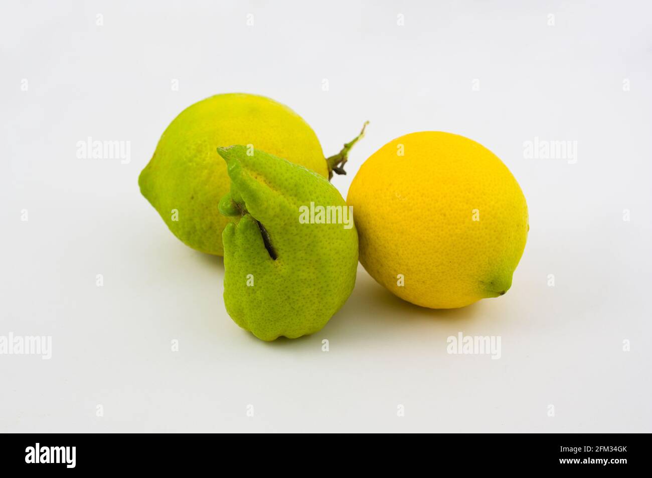 Image of three ripe lemons, two normal next to another one that is ...