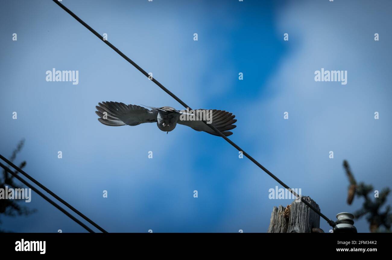 A bird pigeon closeup to a power supply line at spring in jena Stock ...