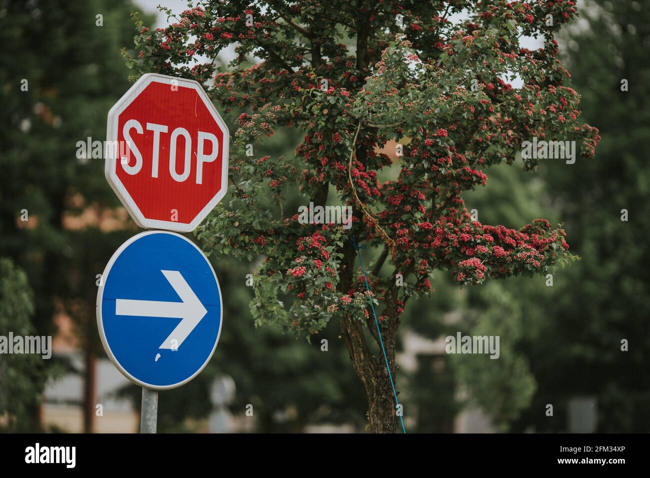 Regulatory road signs with trees in the background Stock Photo - Alamy
