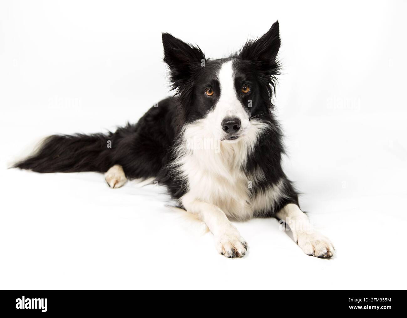 Black & White Border Collie on White Background Stock Photo - Alamy