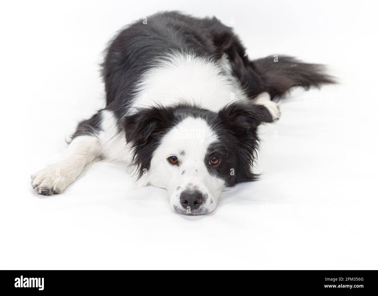 Collie with eye patch hi-res stock photography and images - Alamy