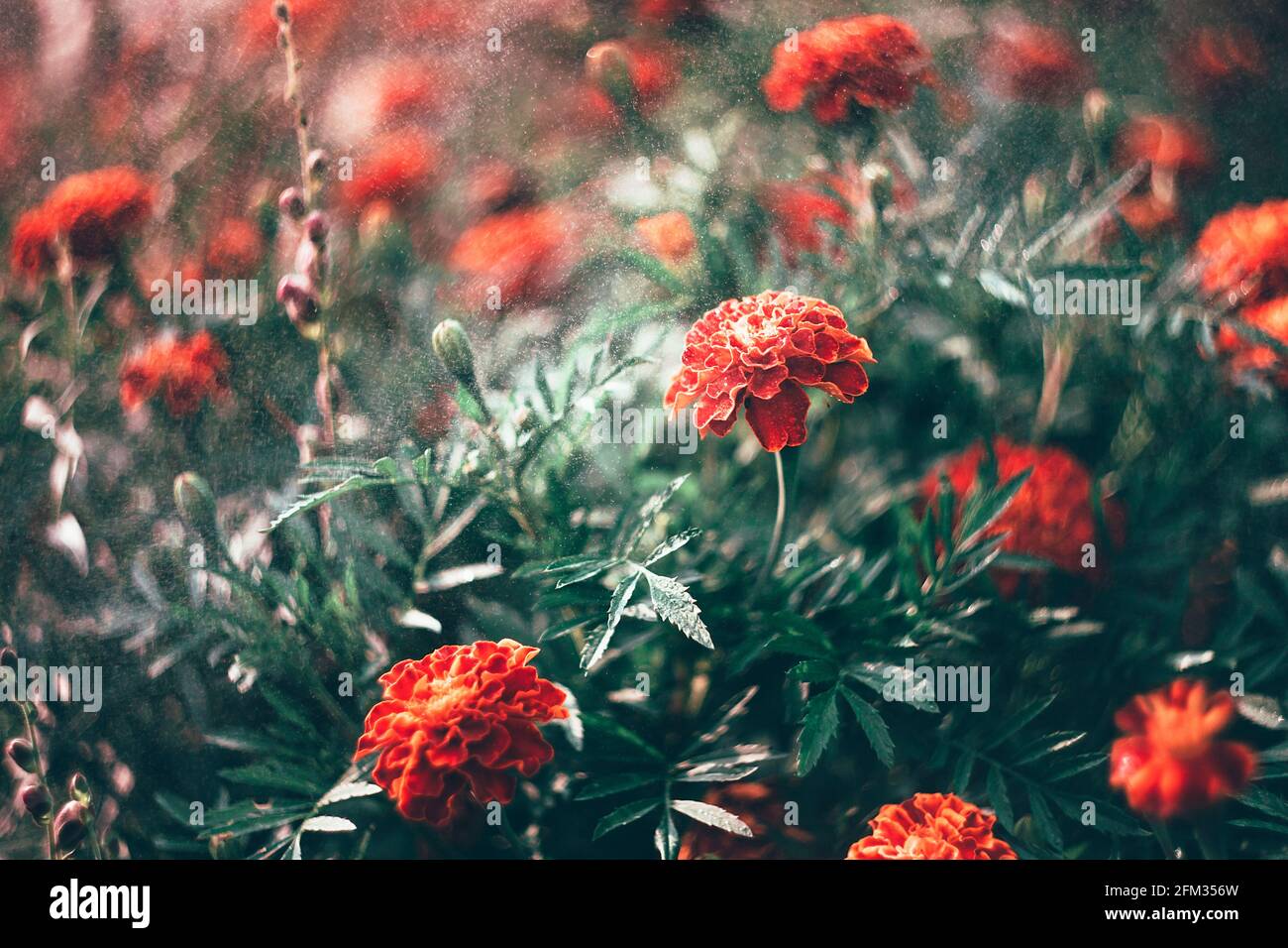 Marigold flowers abstract background hi-res stock photography and ...