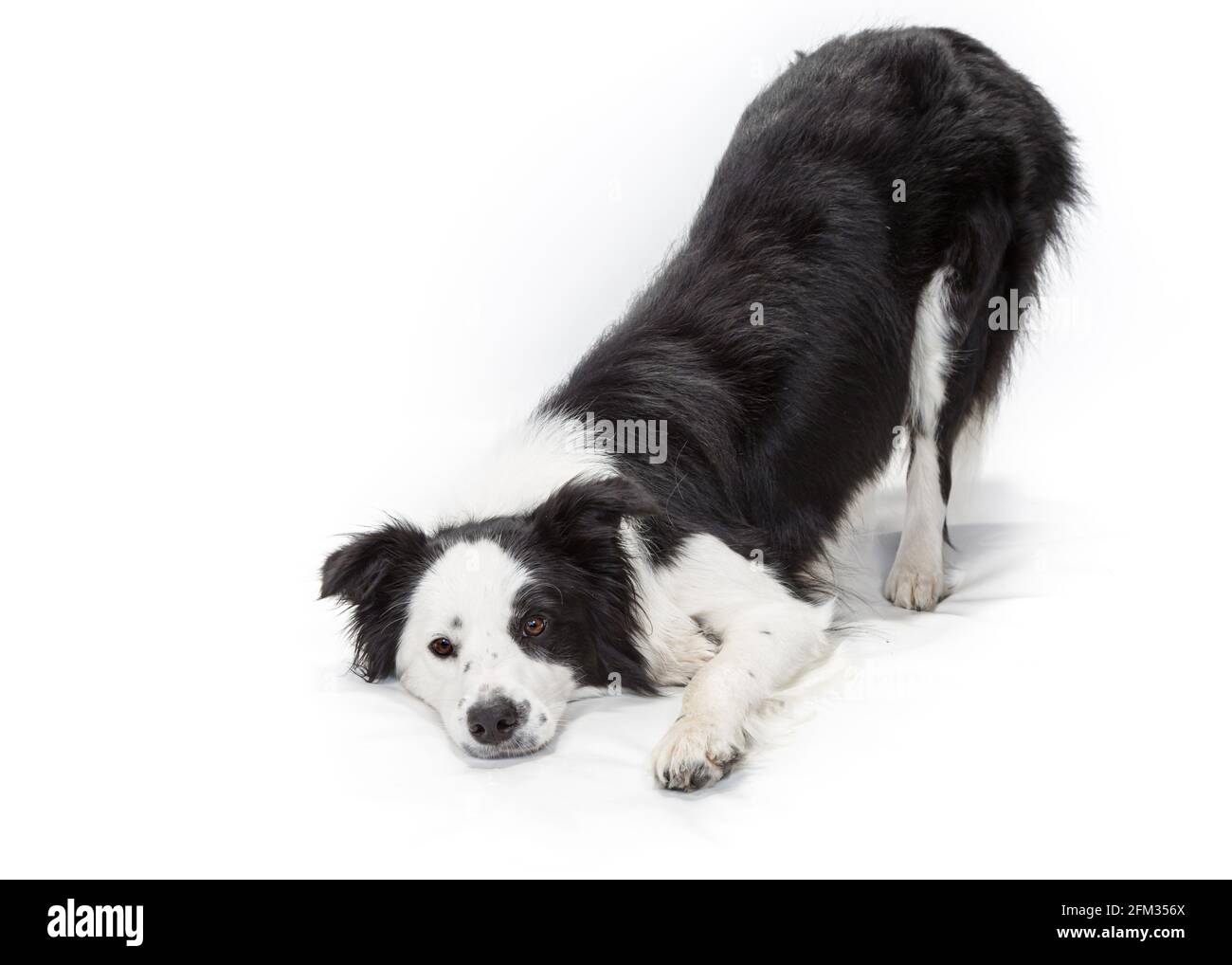 Collie with eye patch hi-res stock photography and images - Alamy