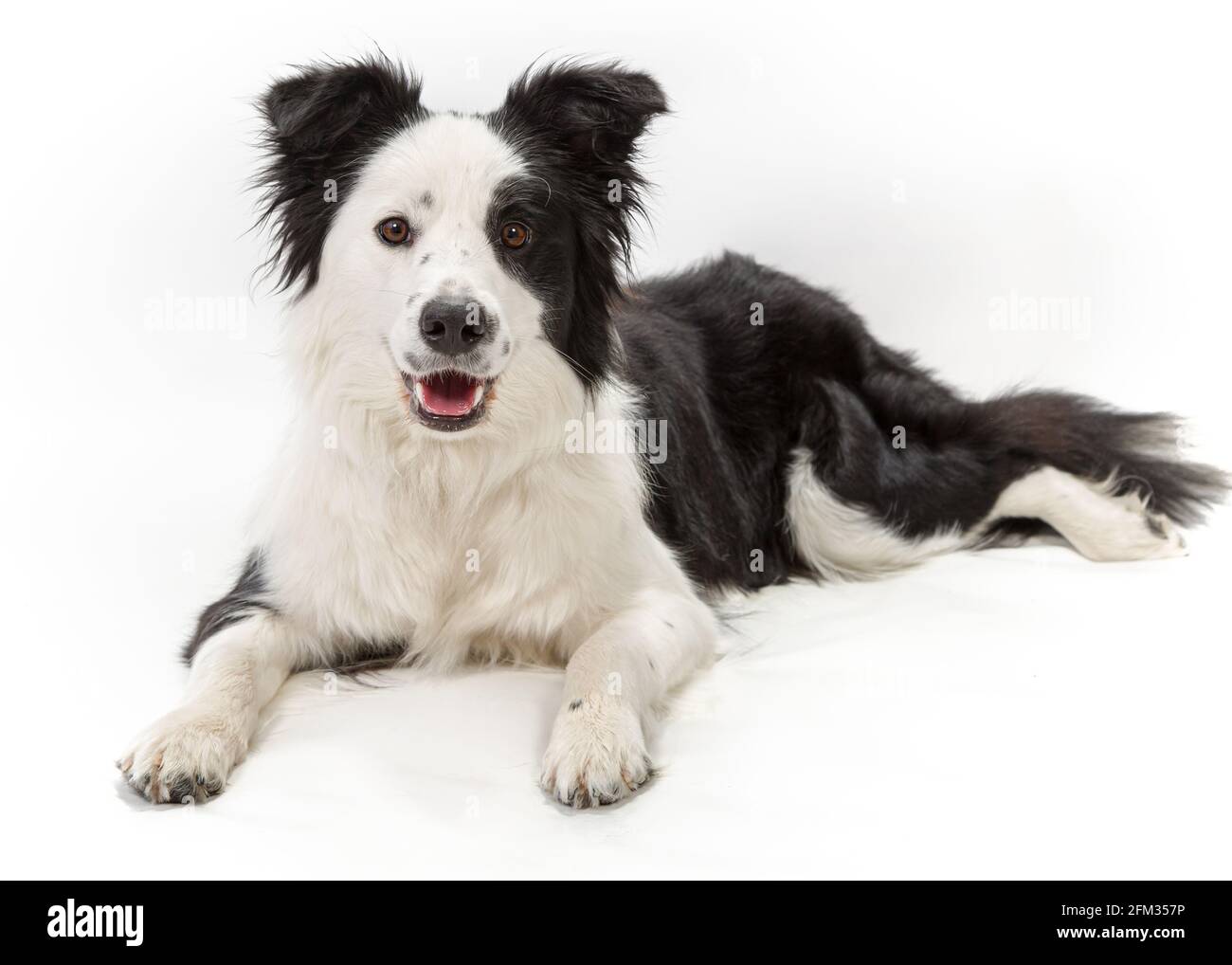 Collie with eye patch hi-res stock photography and images - Alamy
