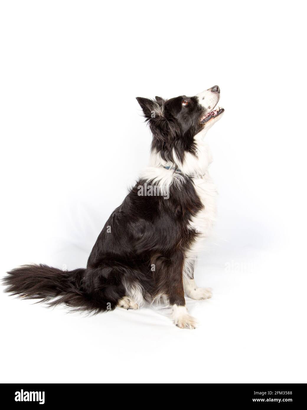 Black & White Border Collie on White Background Stock Photo - Alamy
