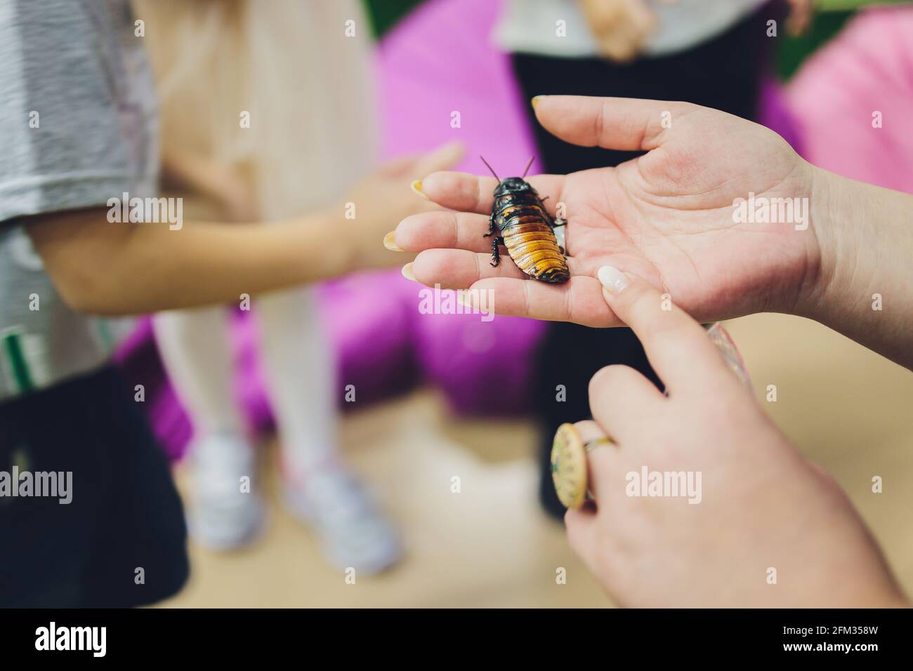 Madagascar hissing cockroach hand hi-res stock photography and images ...