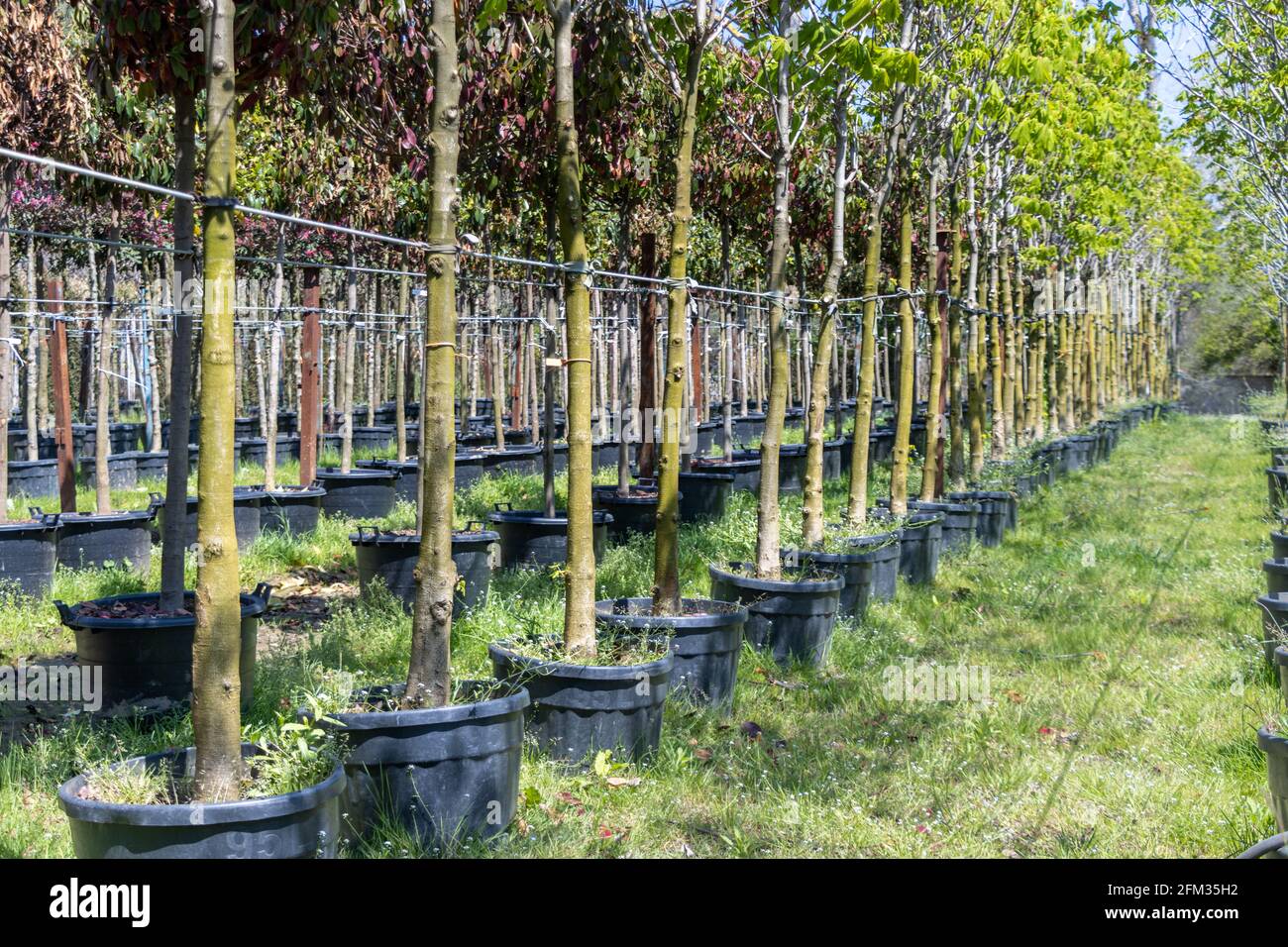 Growing and cultivation trees and plants in pots Stock Photo - Alamy