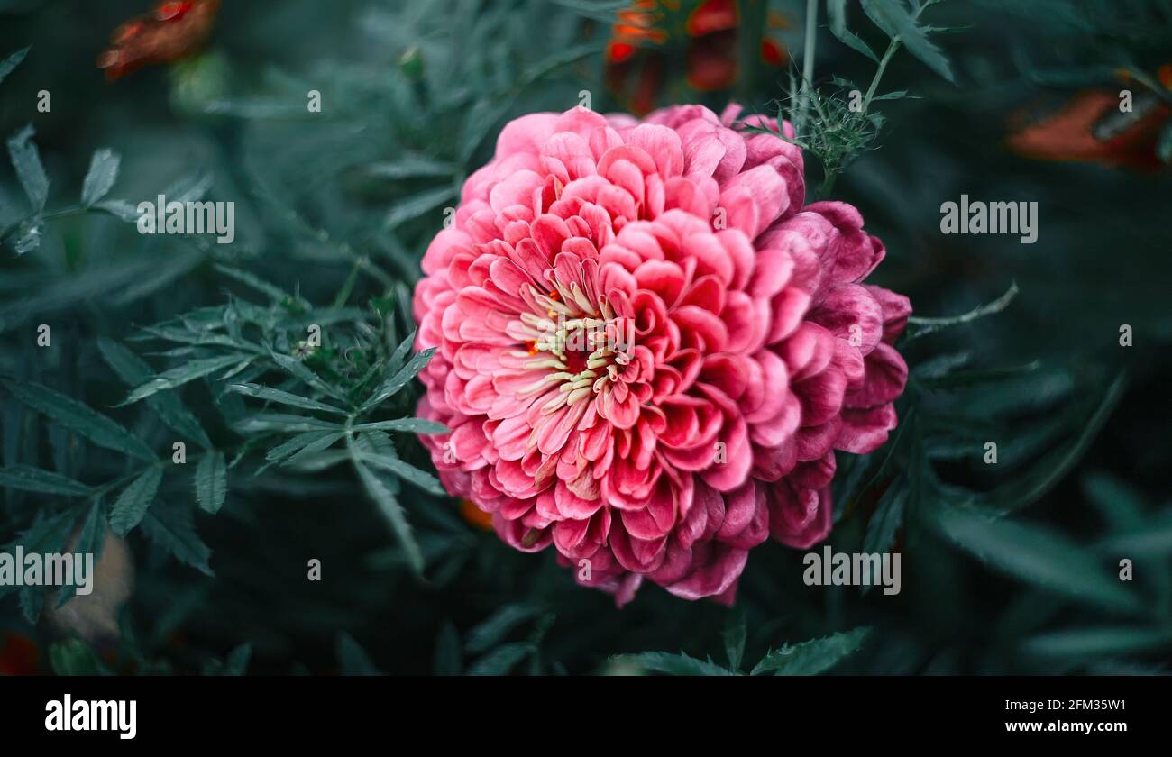 Zinnia flower close up with blurred background. Zinnia flower in the ...