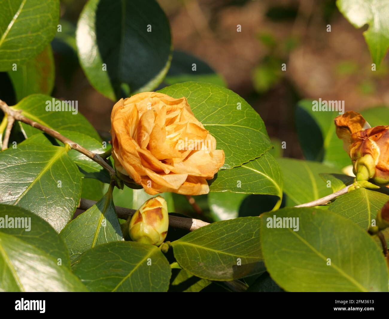 Closeup of large orange flowers on thin branches with big dark leaves ...