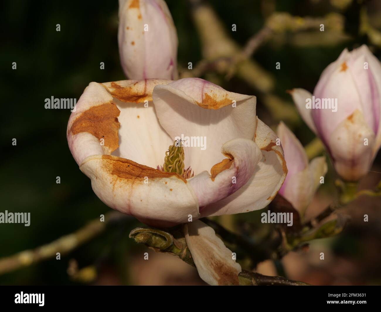 Closeup of withered white flowers in a garden with blurred backgro ...