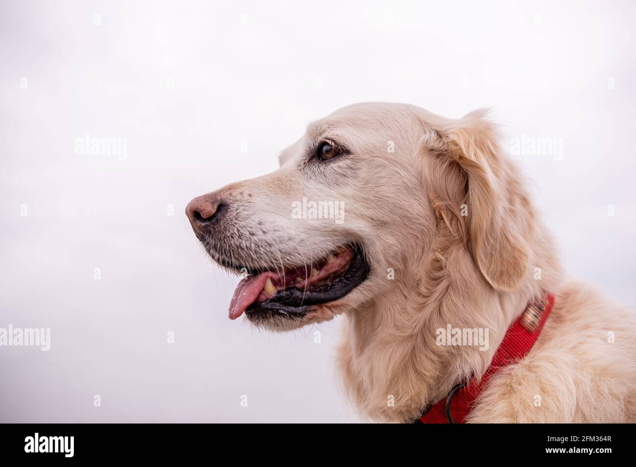 Happy golden retriever dog head shot Stock Photo - Alamy