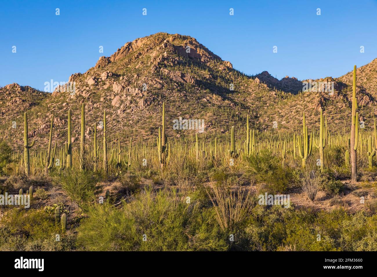 Mountain landscape dominated by Saguaro, Carnegiea gigantea, in Saguaro ...