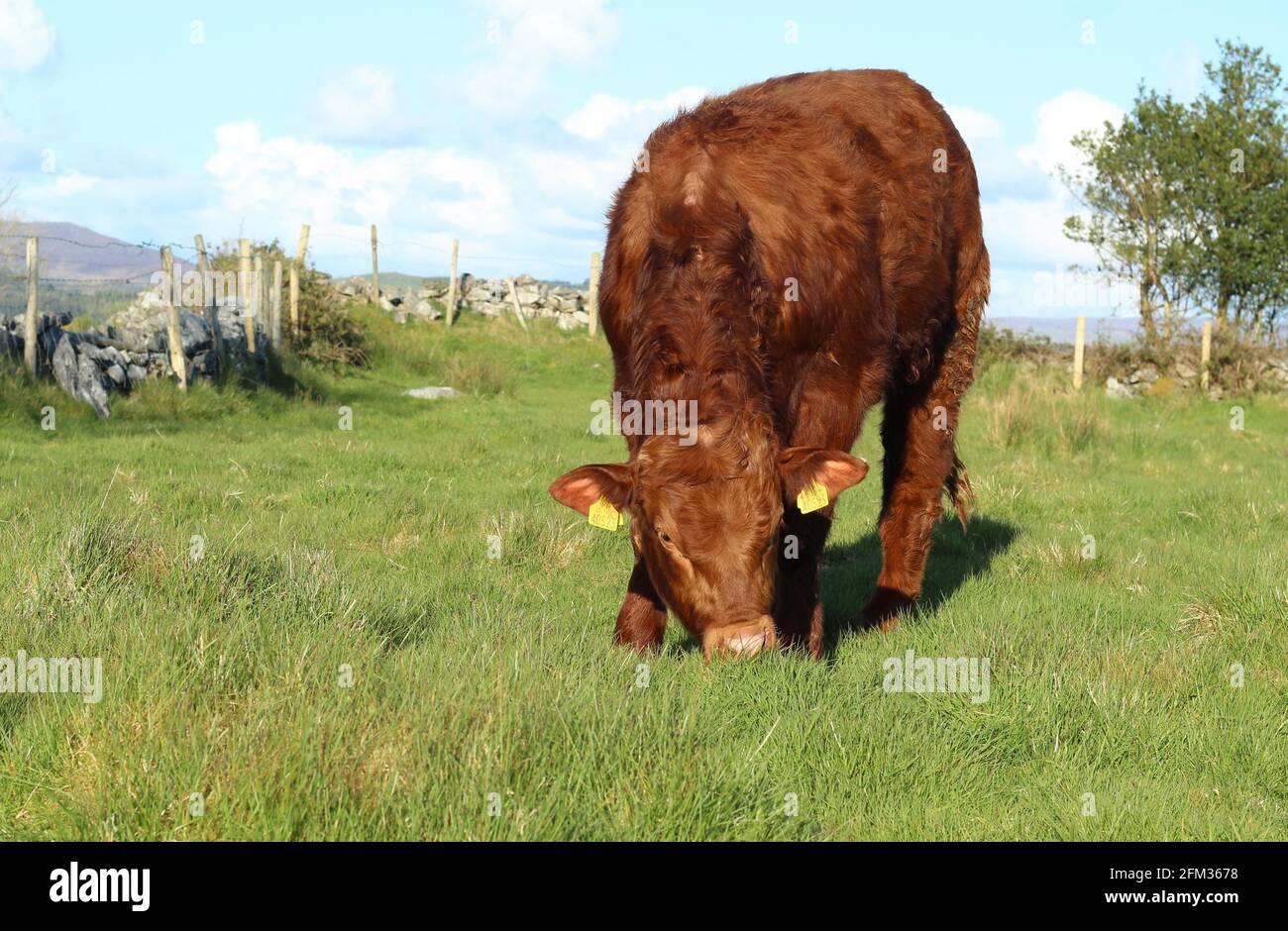 Cattle: Limousin breed bullock grazing on farmland in rural Ireland ...