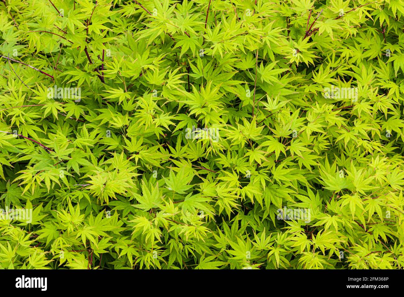 Lush new growth on a decorative Maple tree in Steveston British Columbi ...