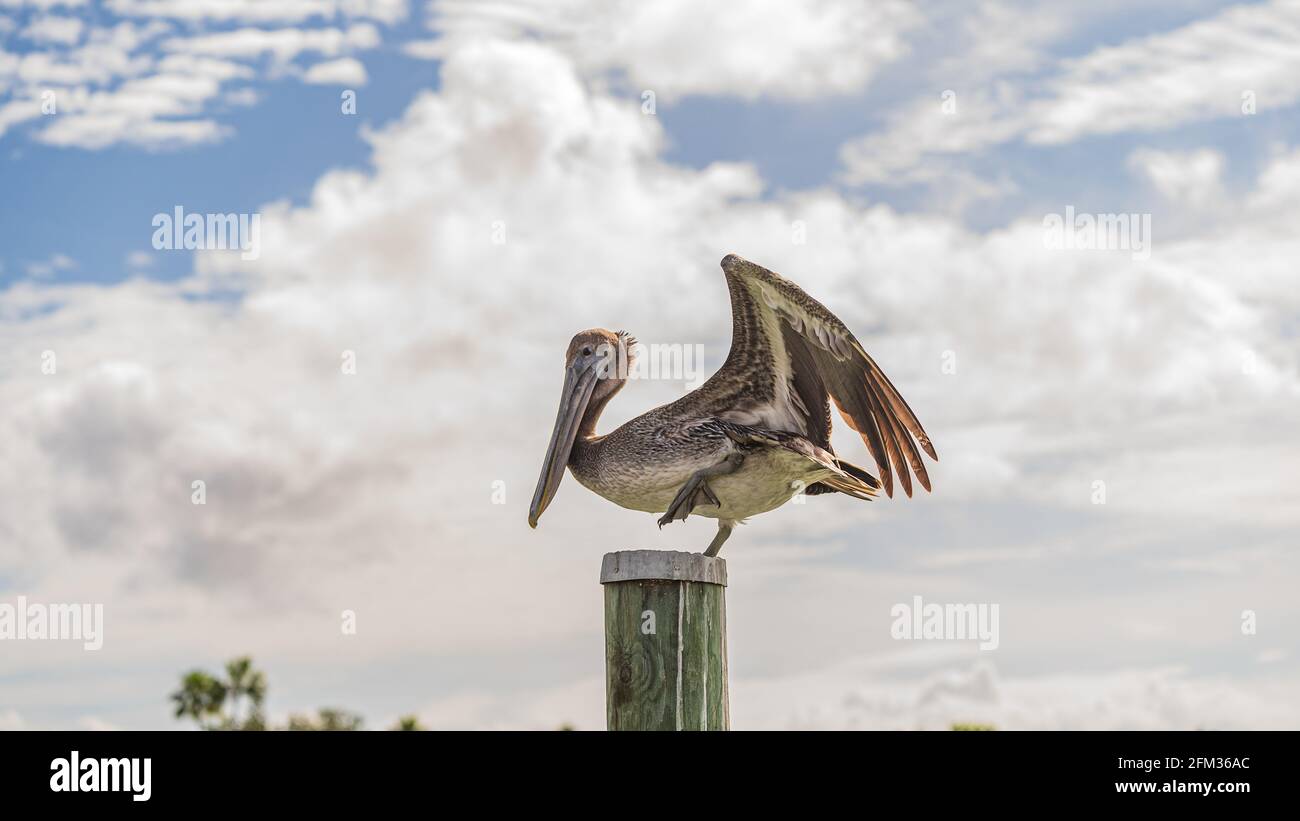 Pelican beak stretching hi-res stock photography and images - Alamy