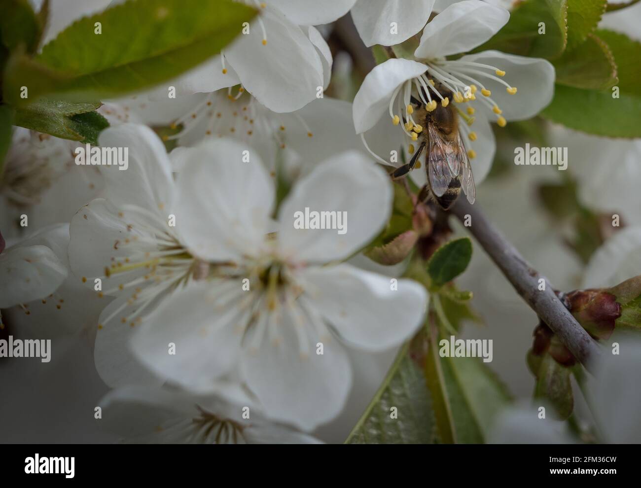 A bumblebee doing her work at spring in jena thuringia Stock Photo - Alamy