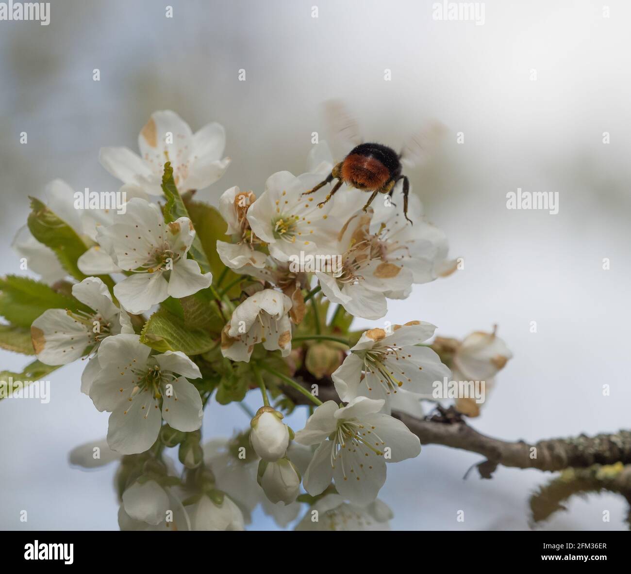 A bumblebee doing her work at spring in jena thuringia Stock Photo - Alamy