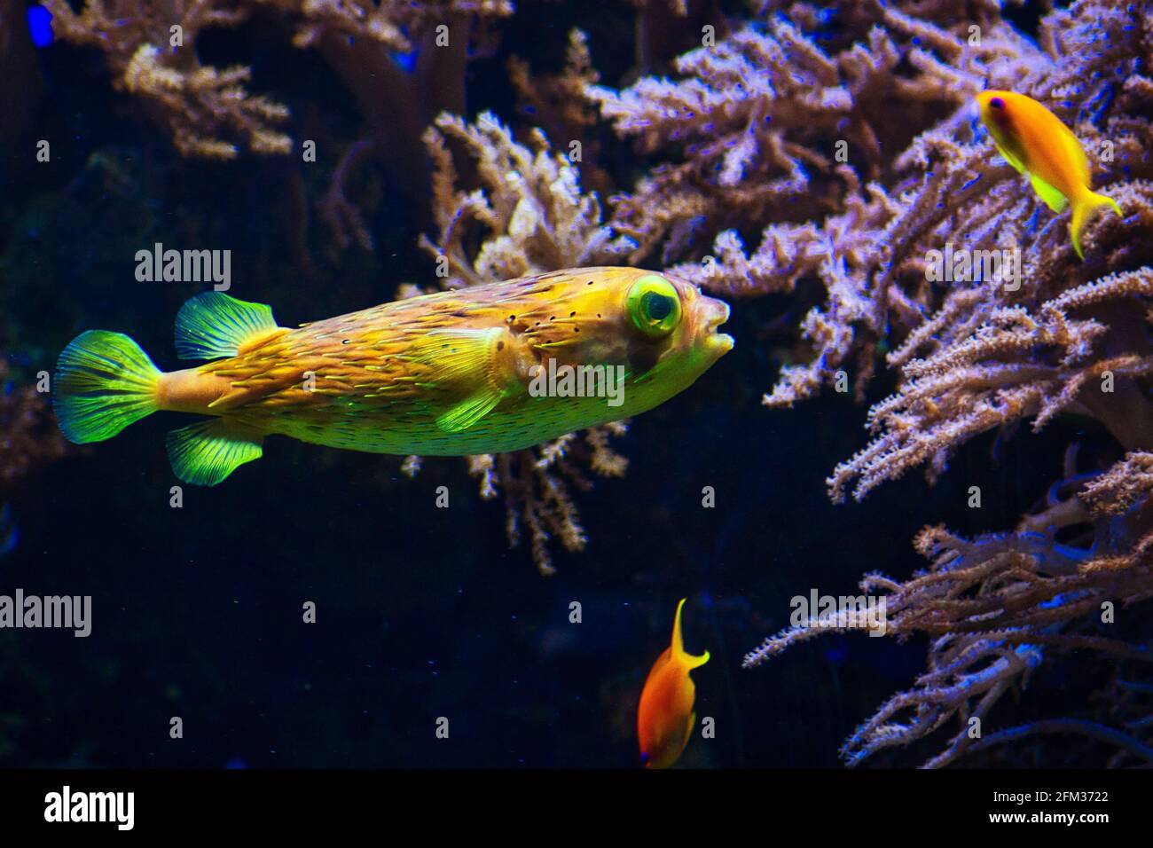 Closeup shot of a Blue-spotted spinefoot fish swimming in the aquarium ...