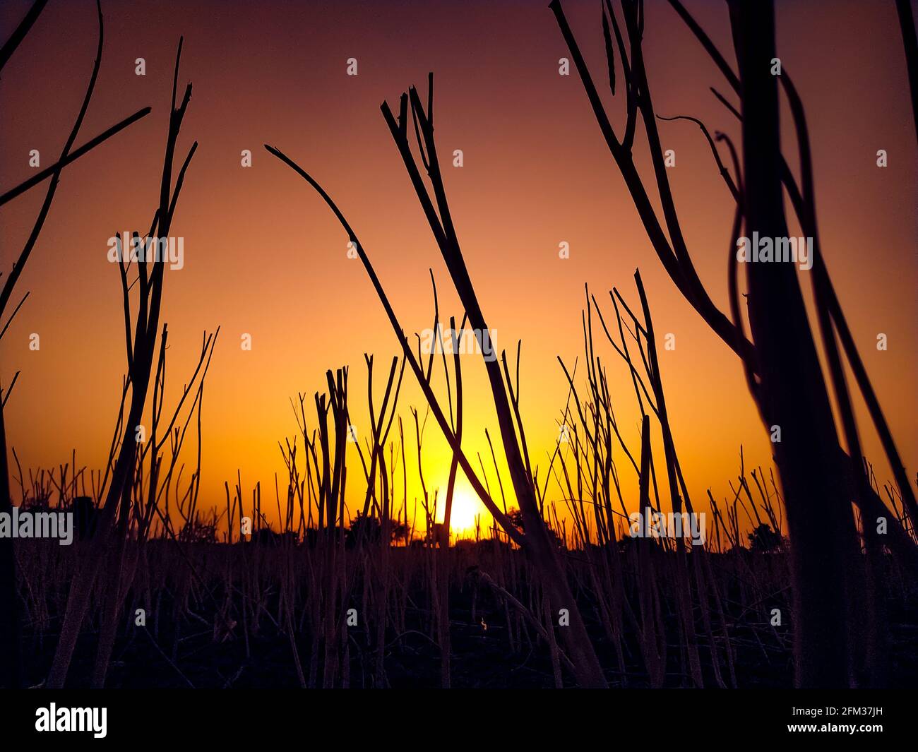 Glorious scenery of a golden sunset in a field behind silhouettes of ...