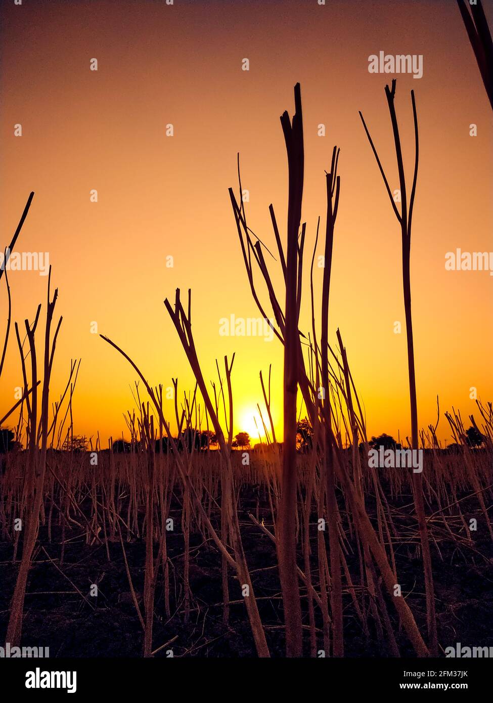 Glorious scenery of a golden sunset in a field behind silhouettes of ...