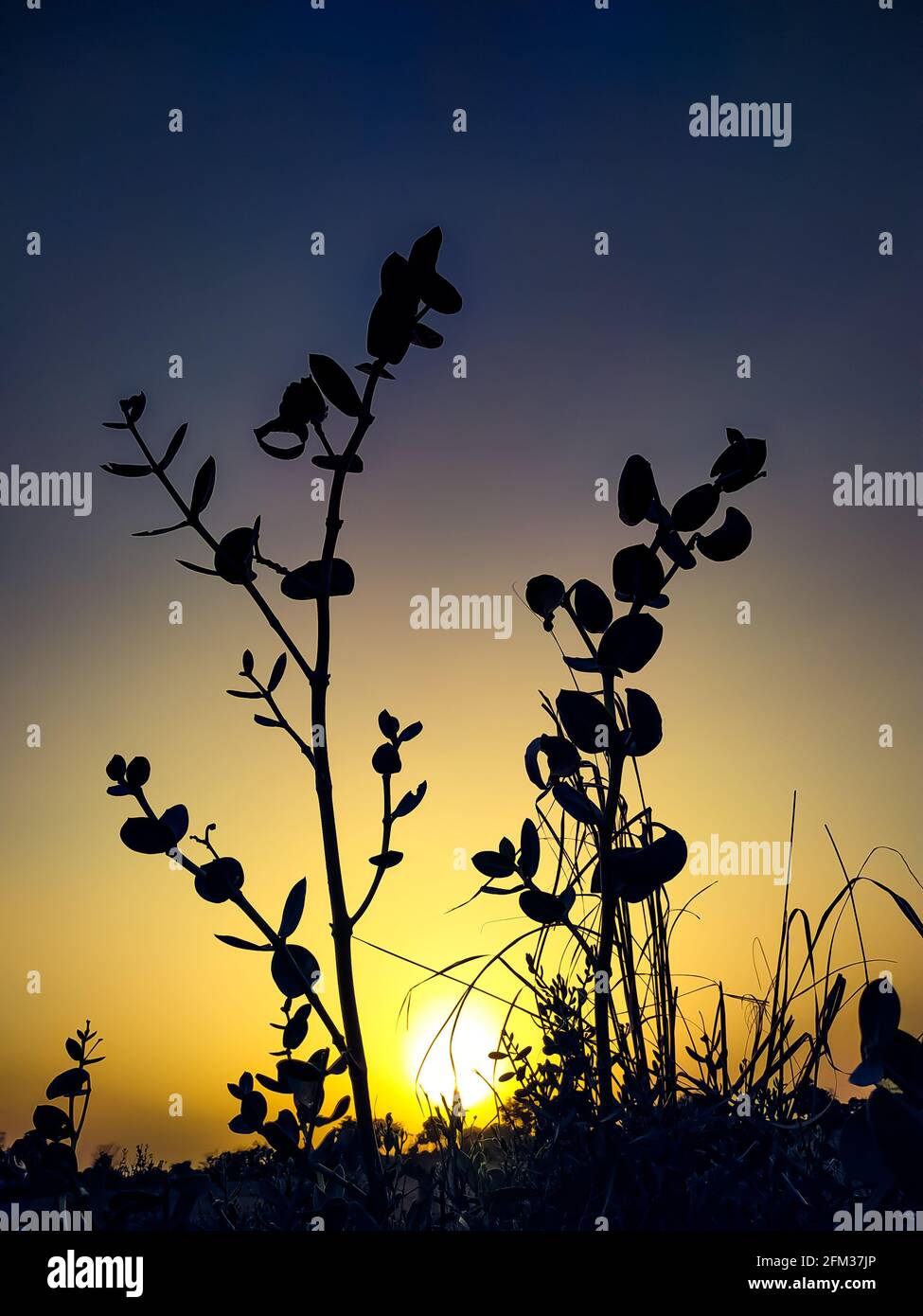Glorious scenery of a golden sunset in a field behind silhouettes of ...