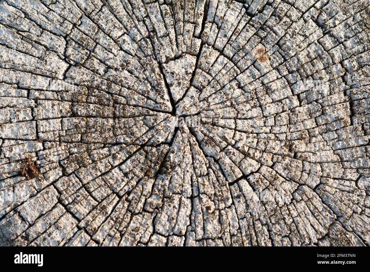 Cross section of a tree. The end of the wooden fence post is gray Stock ...
