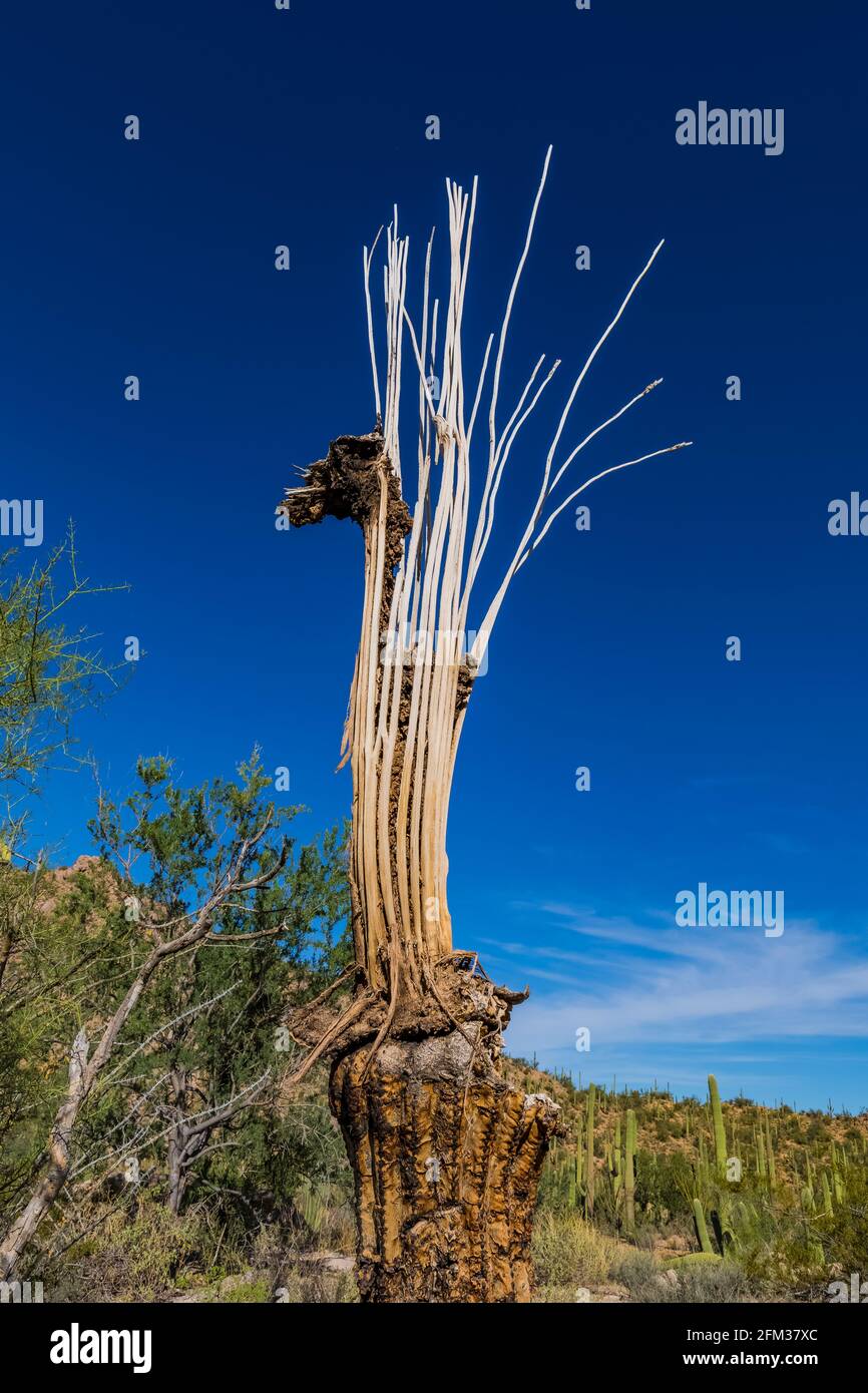 Ribs of a dead Saguaro, Carnegiea gigantea, in Saguaro National Park ...