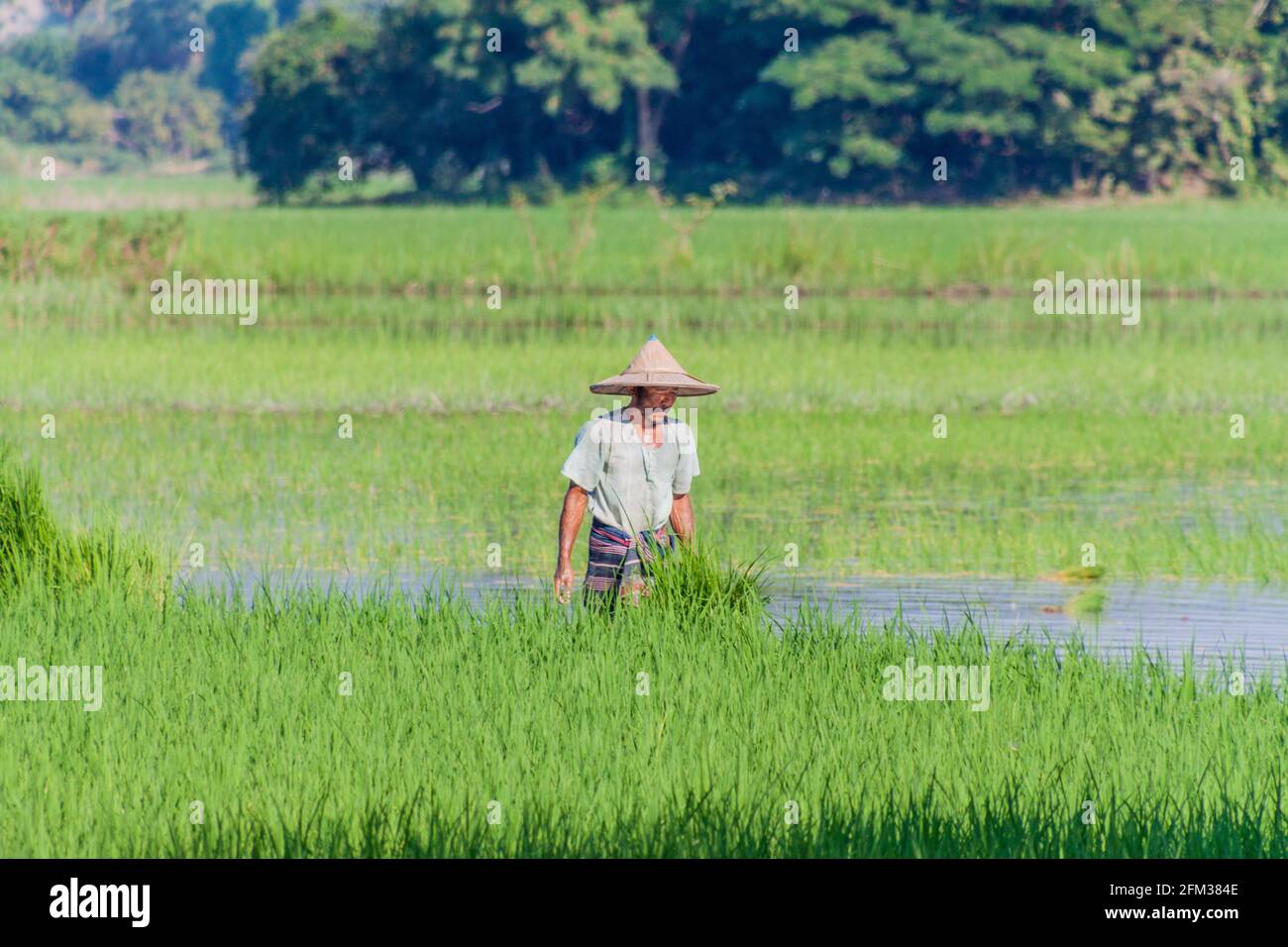 Man planting rice hi-res stock photography and images - Alamy