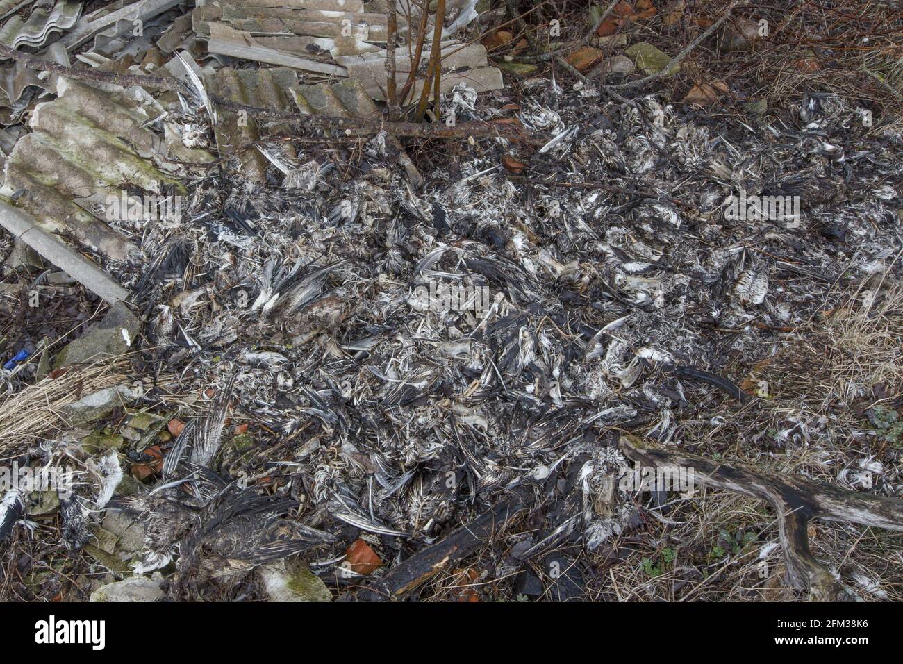 Dead birds remains thrown on the ground Stock Photo - Alamy