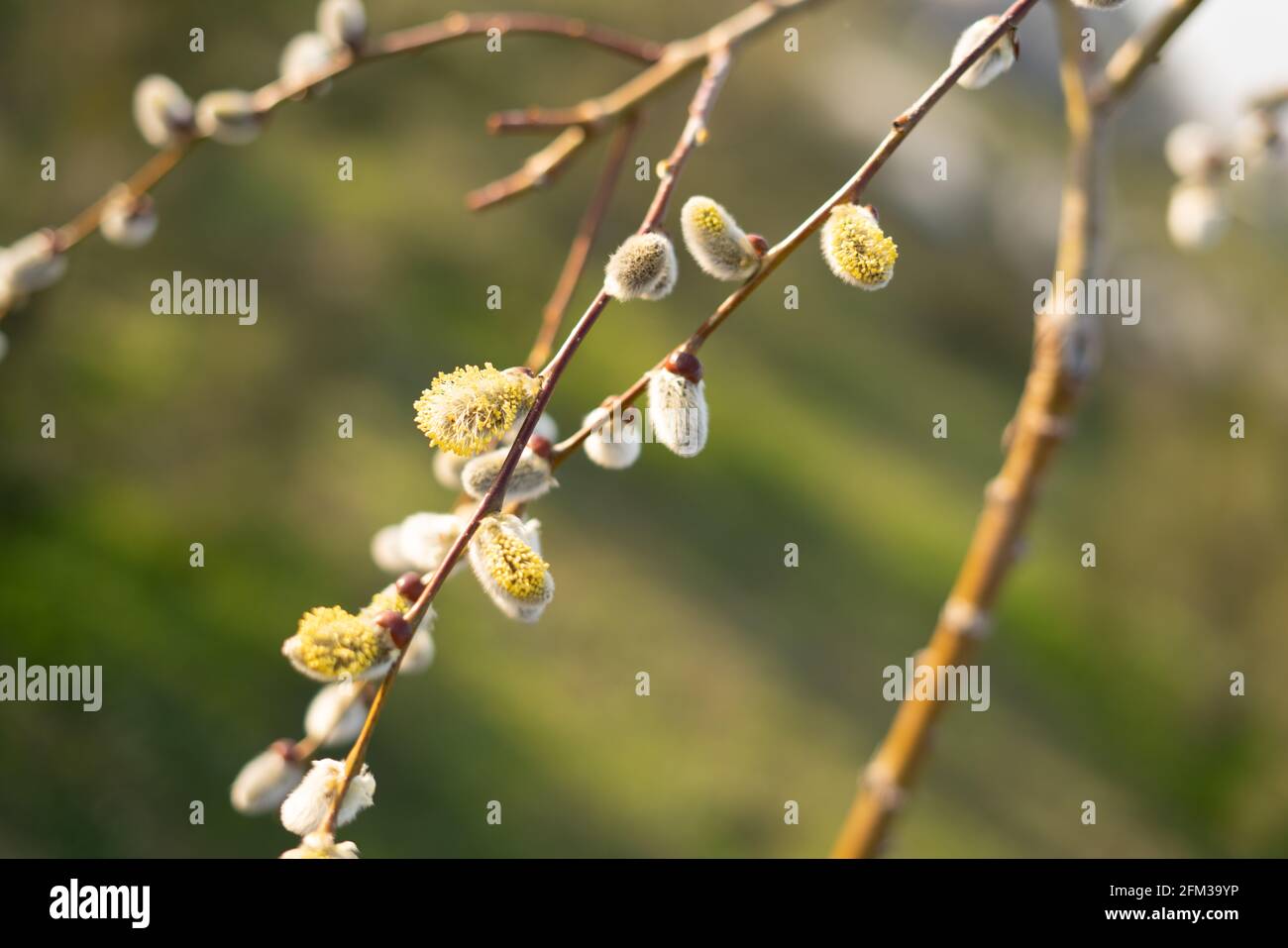 A pussy-willow branch with young blossoming buds. Spring plants Stock ...