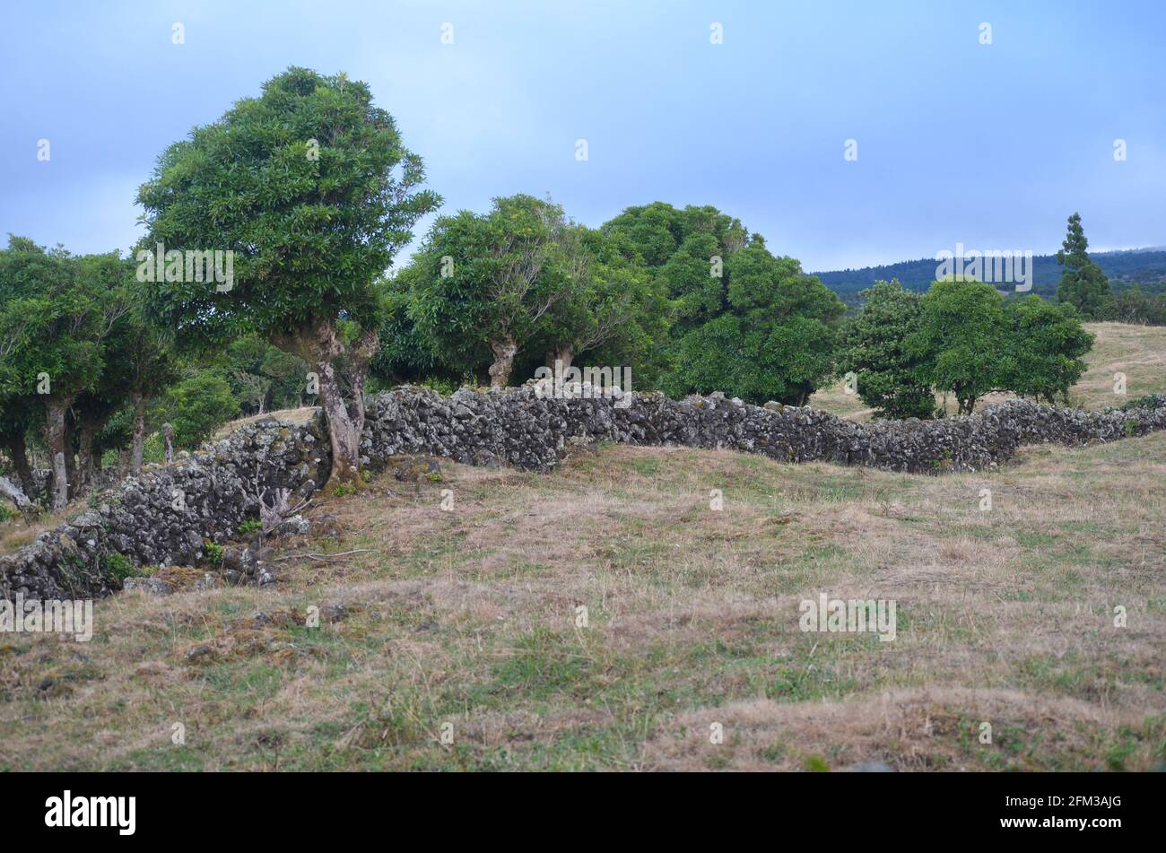 Fields in the foothills of Pico volcano, Azores archipelago Stock Photo ...